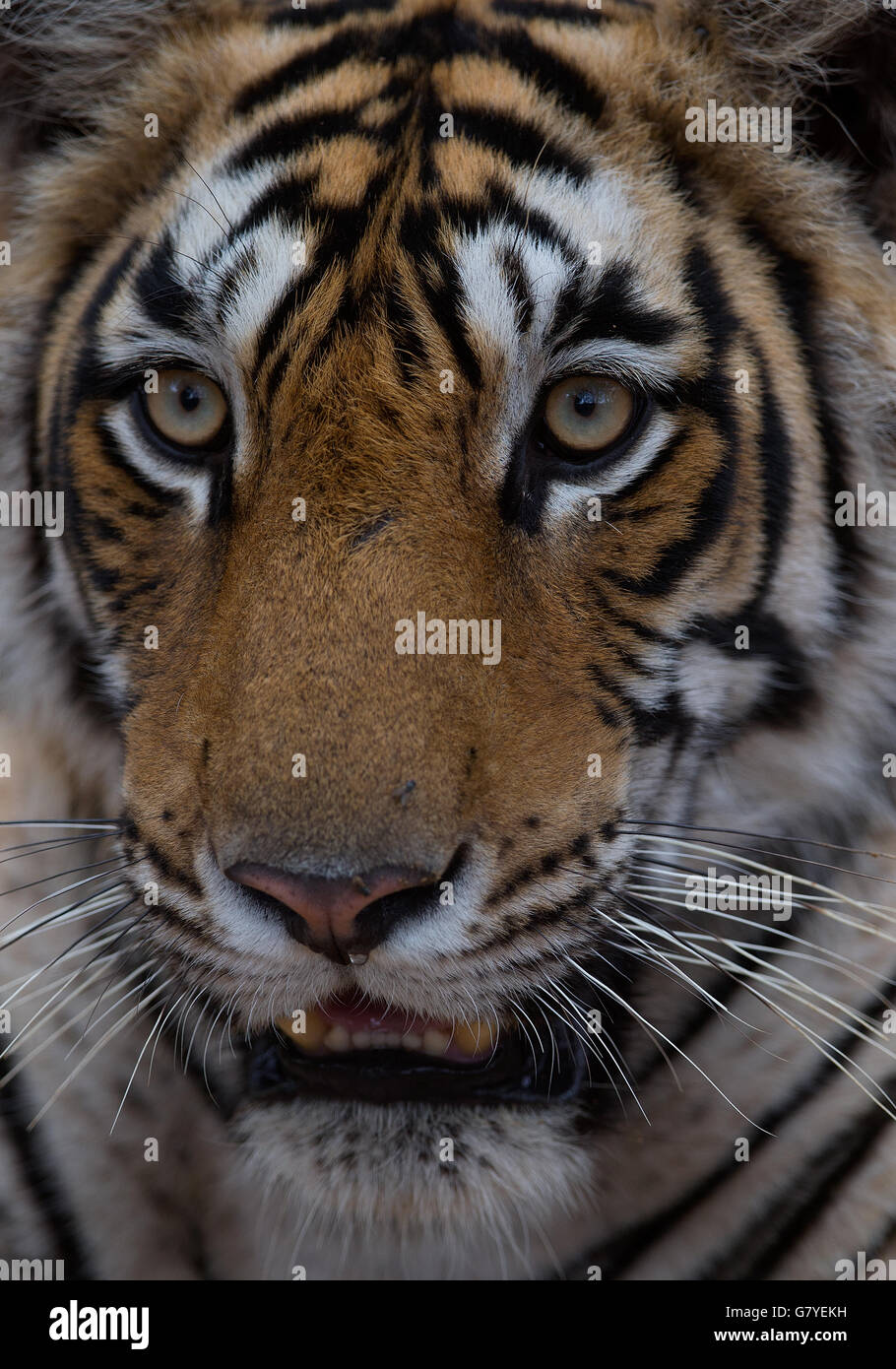 Tiger portrait vertical hi-res stock photography and images - Alamy