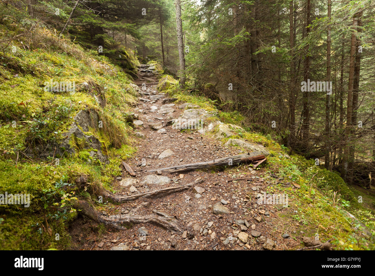 walking into the forest long a path in a cloudy day. No people around ...