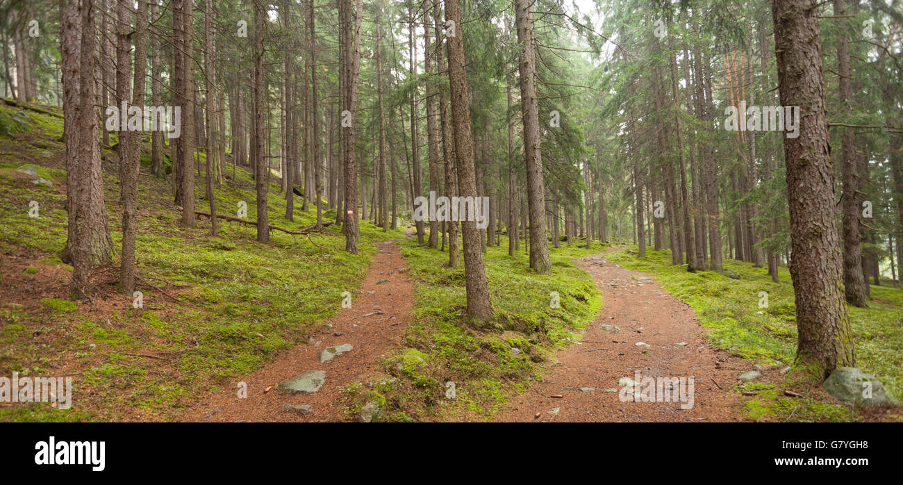 A single alpine path splits in two different directions. It's an ...