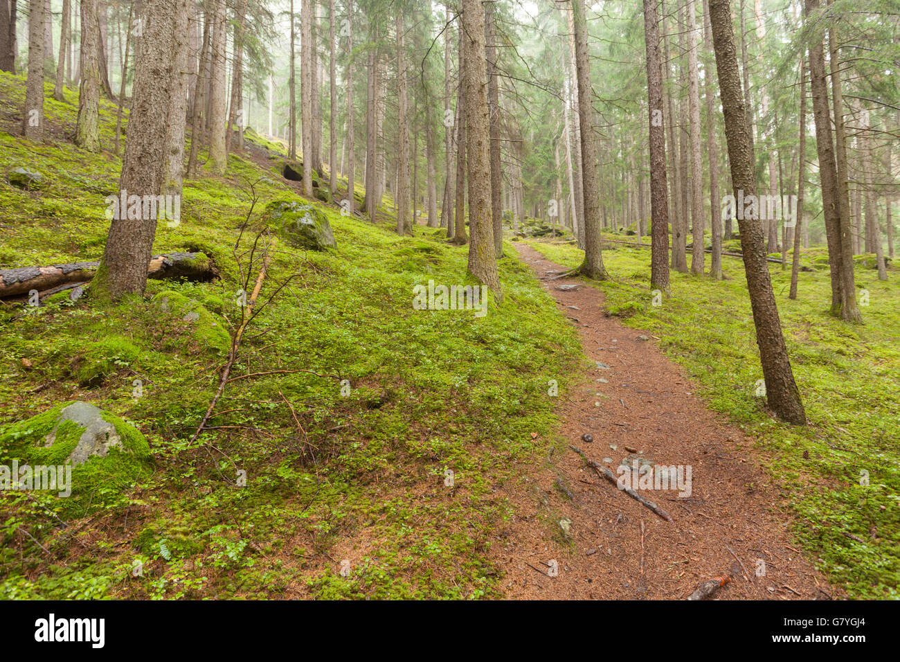 walking into the forest long a path in a cloudy day. No people around ...