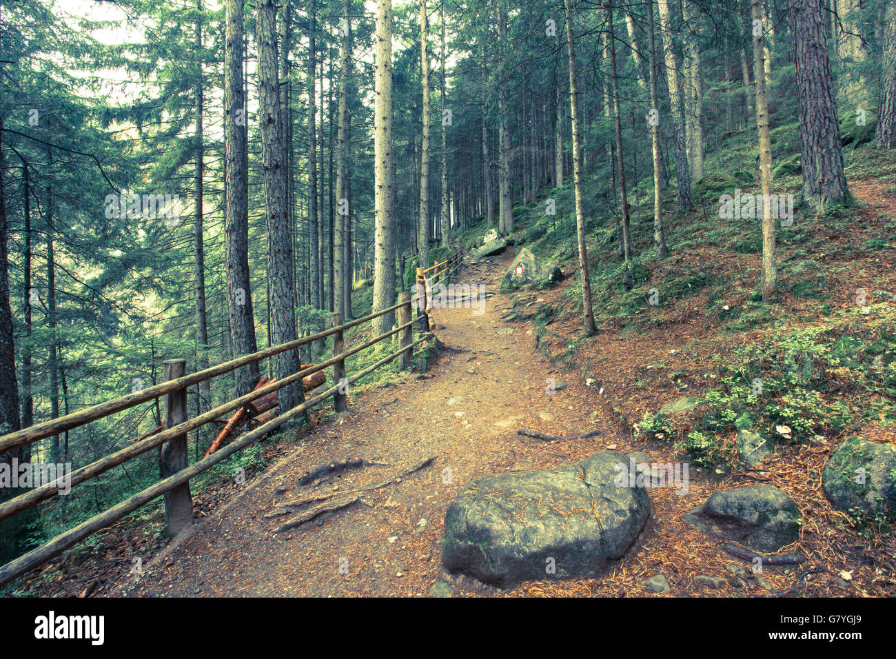 inside a typical forest of the Italian Alps a path brings you long the ...