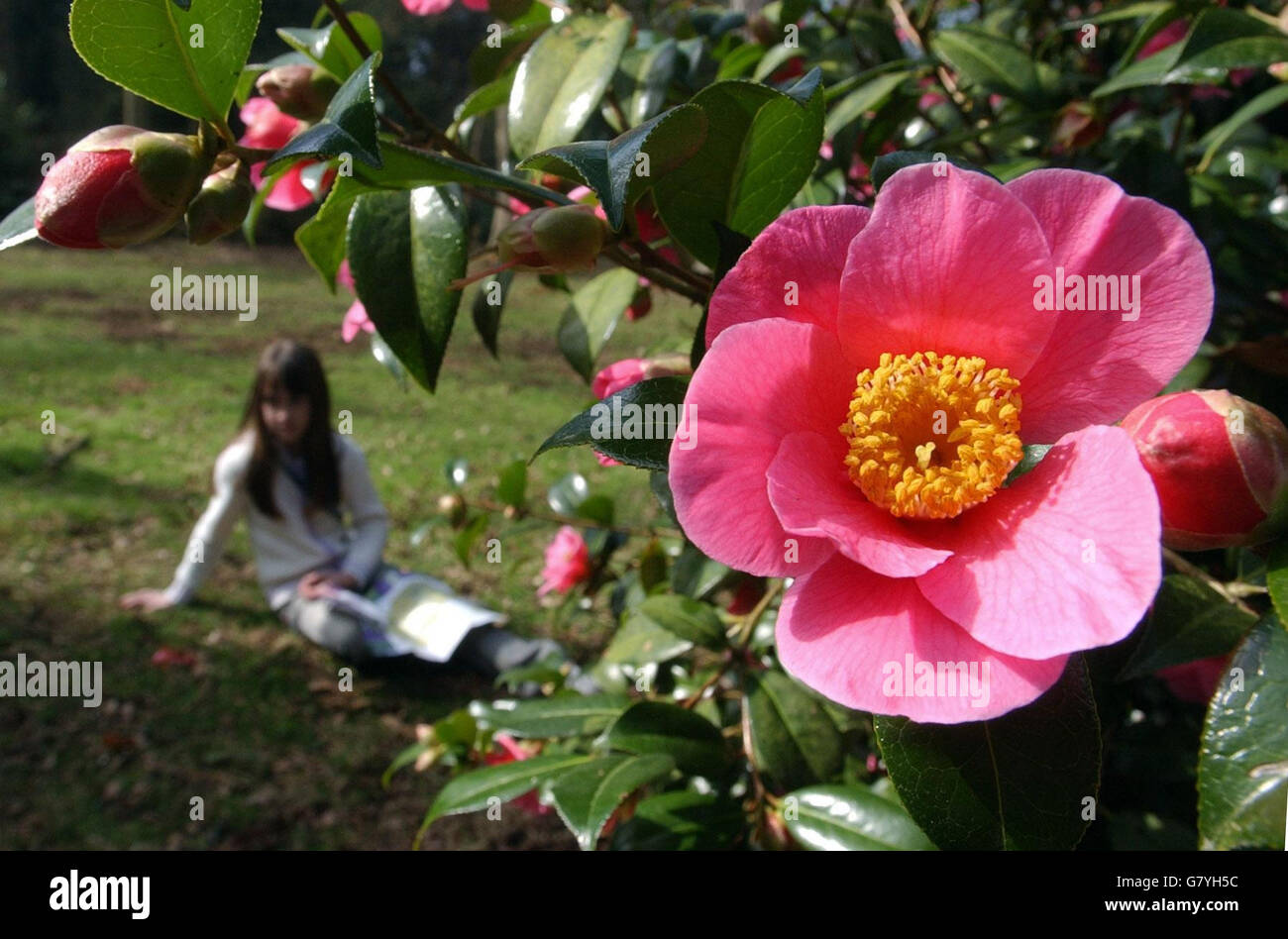 Spring Weather - The National Arboretum near Tetbury Stock Photo - Alamy