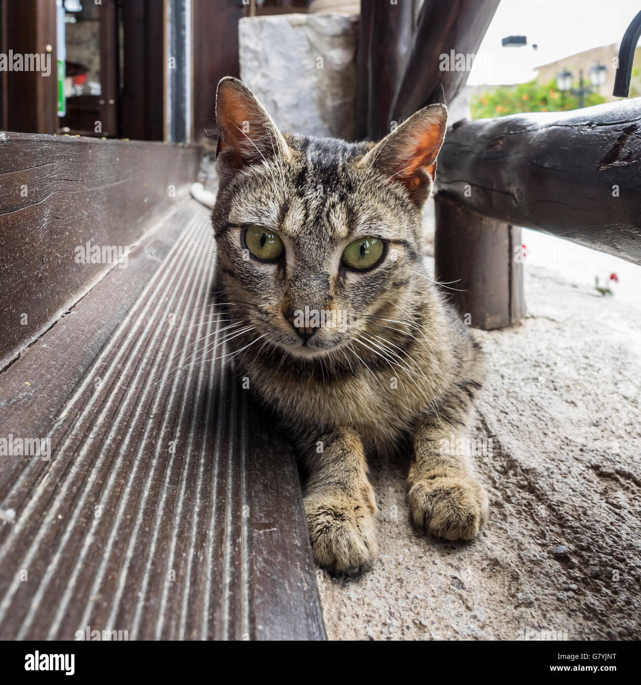 Cretan Cat High Resolution Stock Photography and Images - Alamy