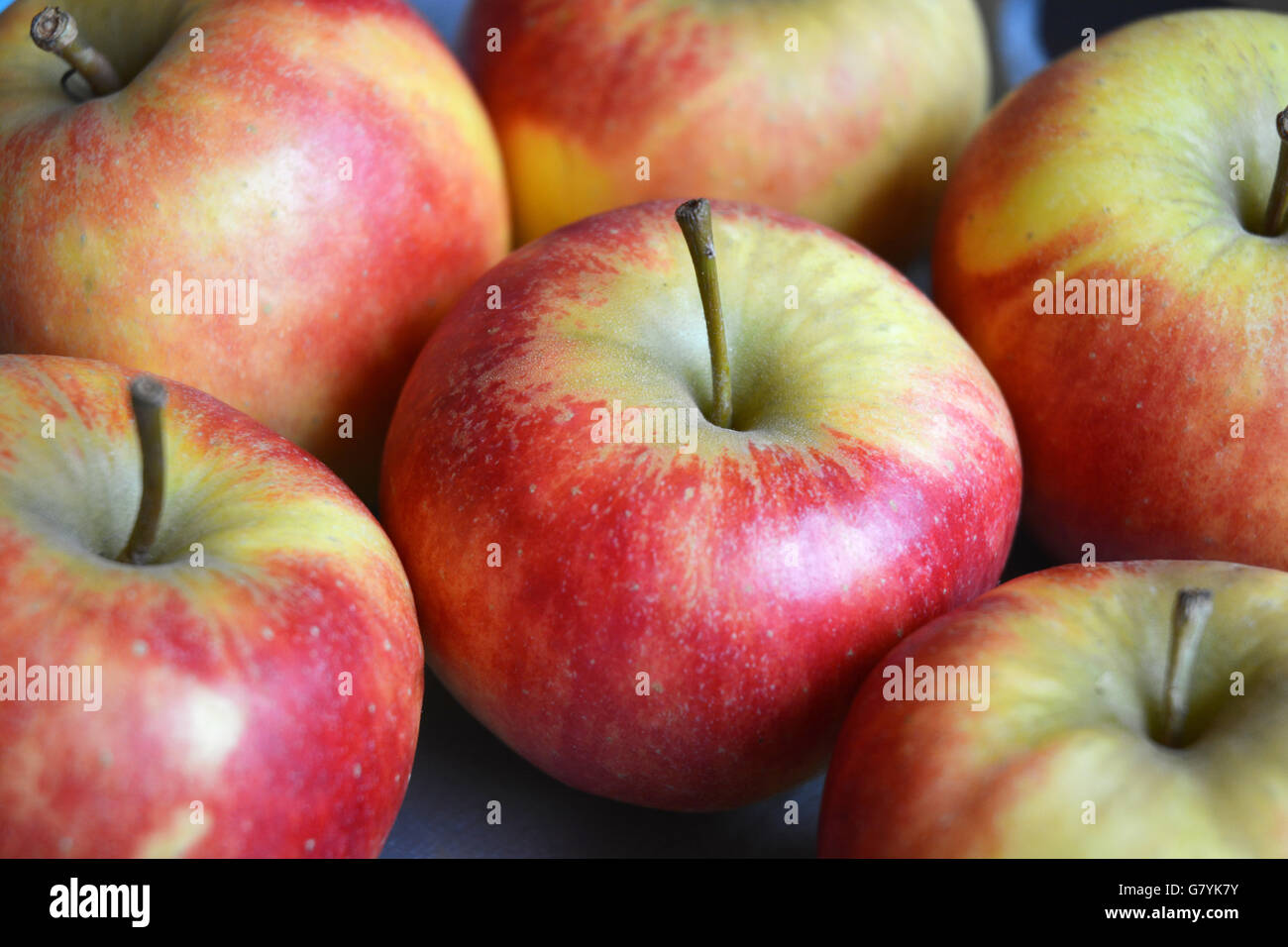 Apple tree malus domestica elstar hi-res stock photography and images ...