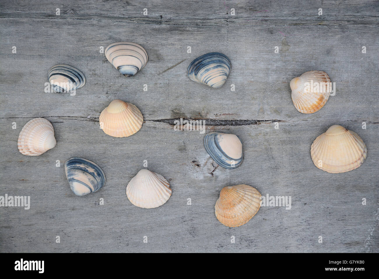 old grey wooden planks background with beach sea shells Stock Photo - Alamy