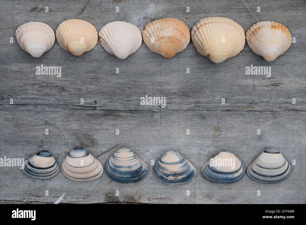 old grey wooden planks background with beach sea shells in a border row ...