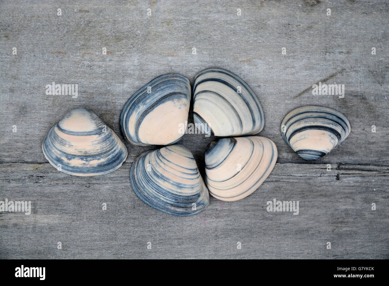 old grey wooden planks background with beach sea shells Stock Photo - Alamy
