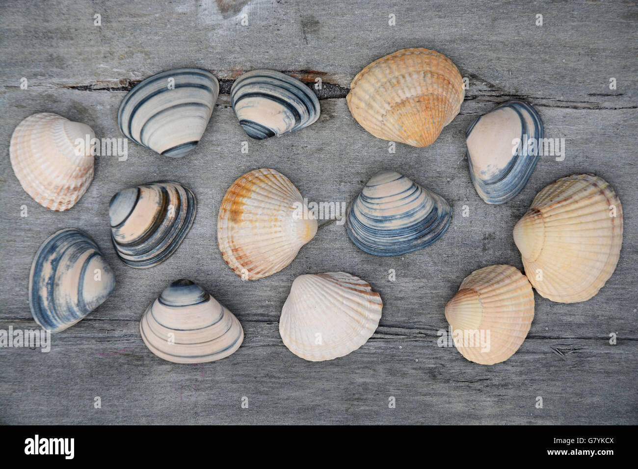 old grey wooden planks background with beach sea shells Stock Photo - Alamy