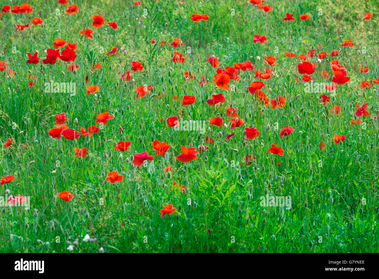 A field of poppies in Europe Stock Photo - Alamy