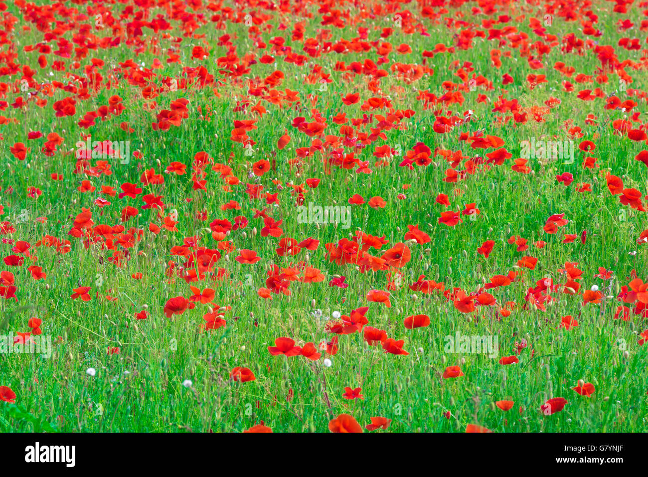 Poppy field, view in summer of a field of poppies in Suffolk, East ...
