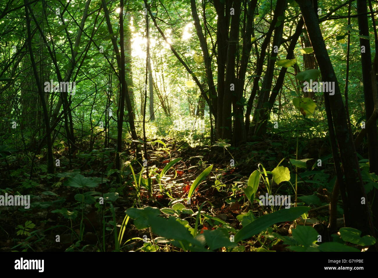 Joniskis hi-res stock photography and images - Alamy