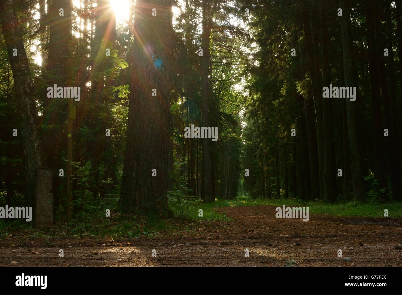 Joniskis, near Siauliai, LT. 19 th June, 2016. Early morning sun ...