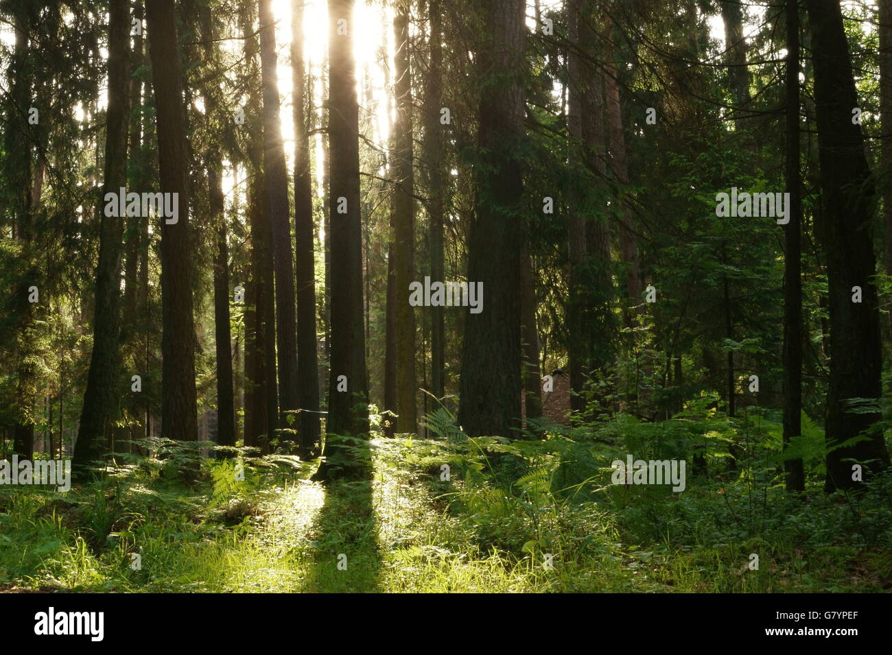 Joniskis High Resolution Stock Photography and Images - Alamy