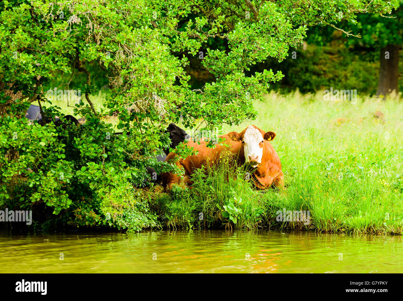 Cow behind a tree hi-res stock photography and images - Alamy