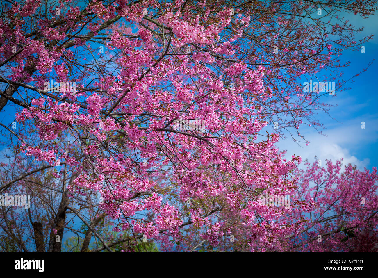 cherry blossom in the spring Stock Photo - Alamy
