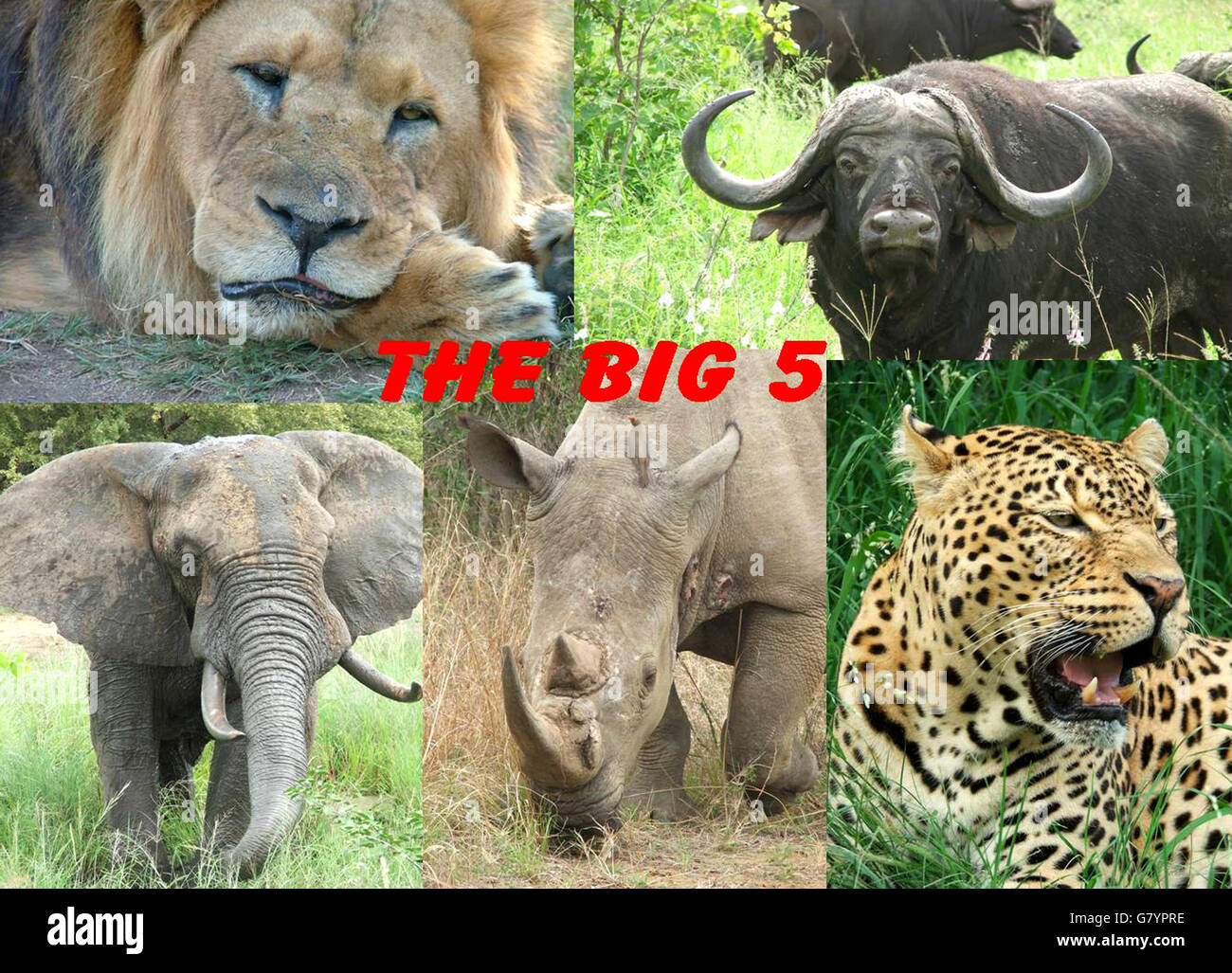 The Big Five Collage Stock Photo - Alamy
