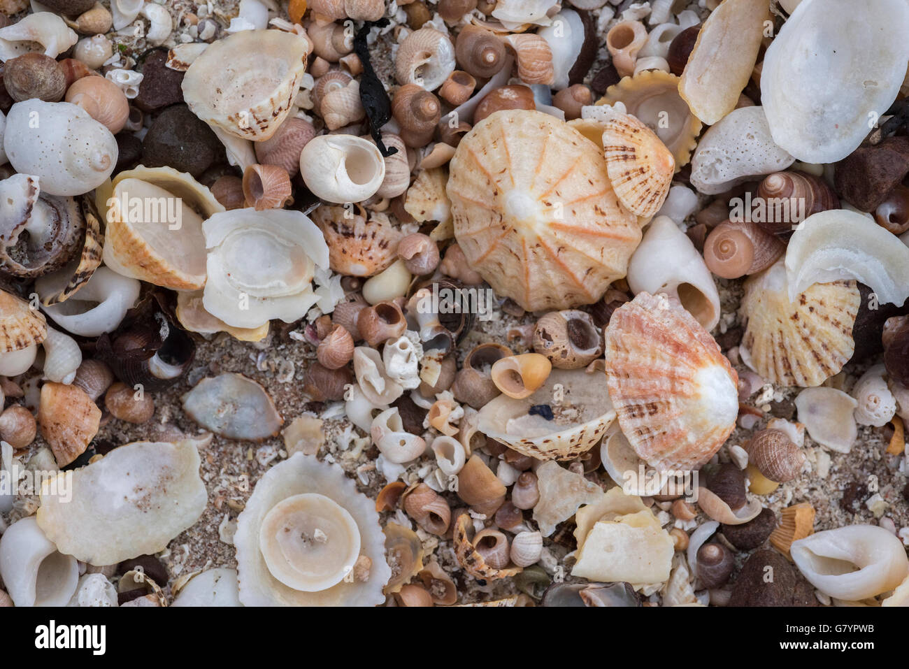 Abstract of Limpets, Periwinkles, Dog Welks, Topshells, and torridon ...