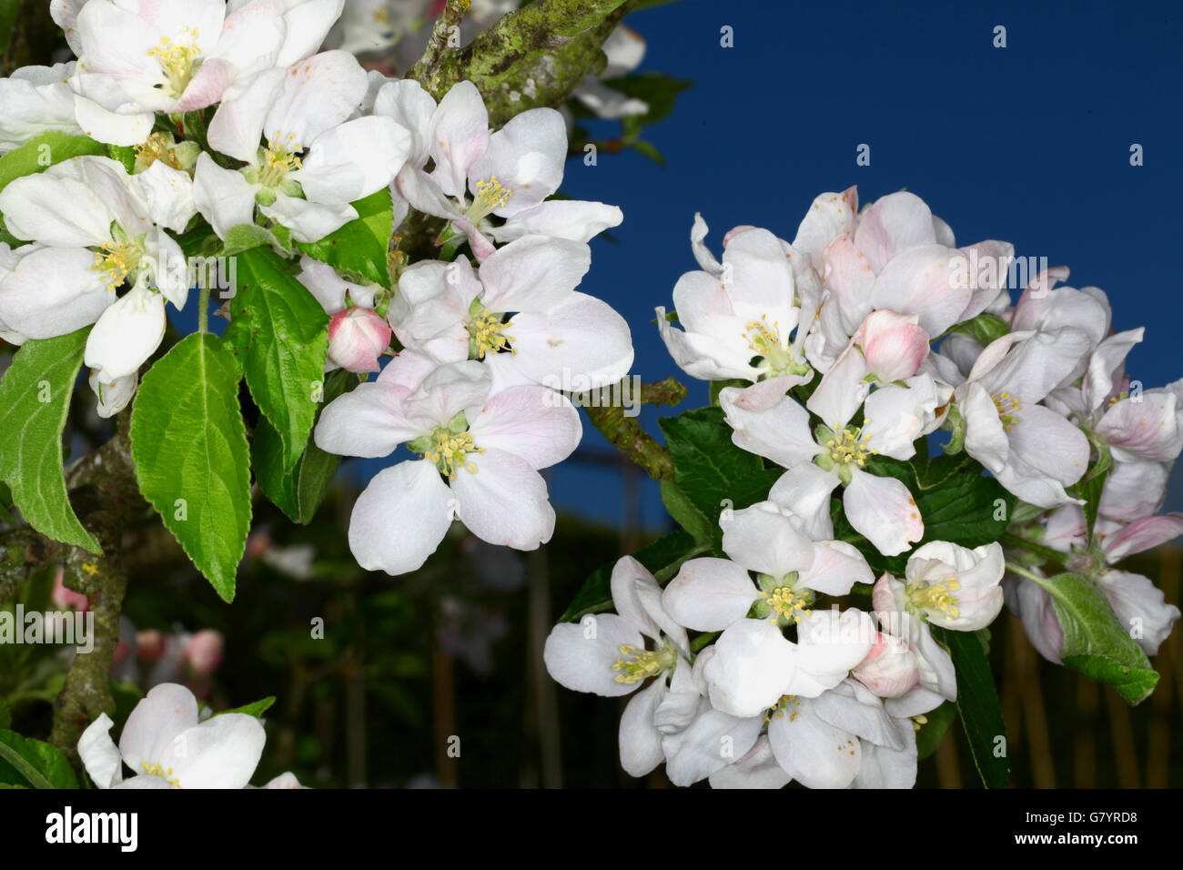 Tree of the apple with blossom hi-res stock photography and images - Alamy