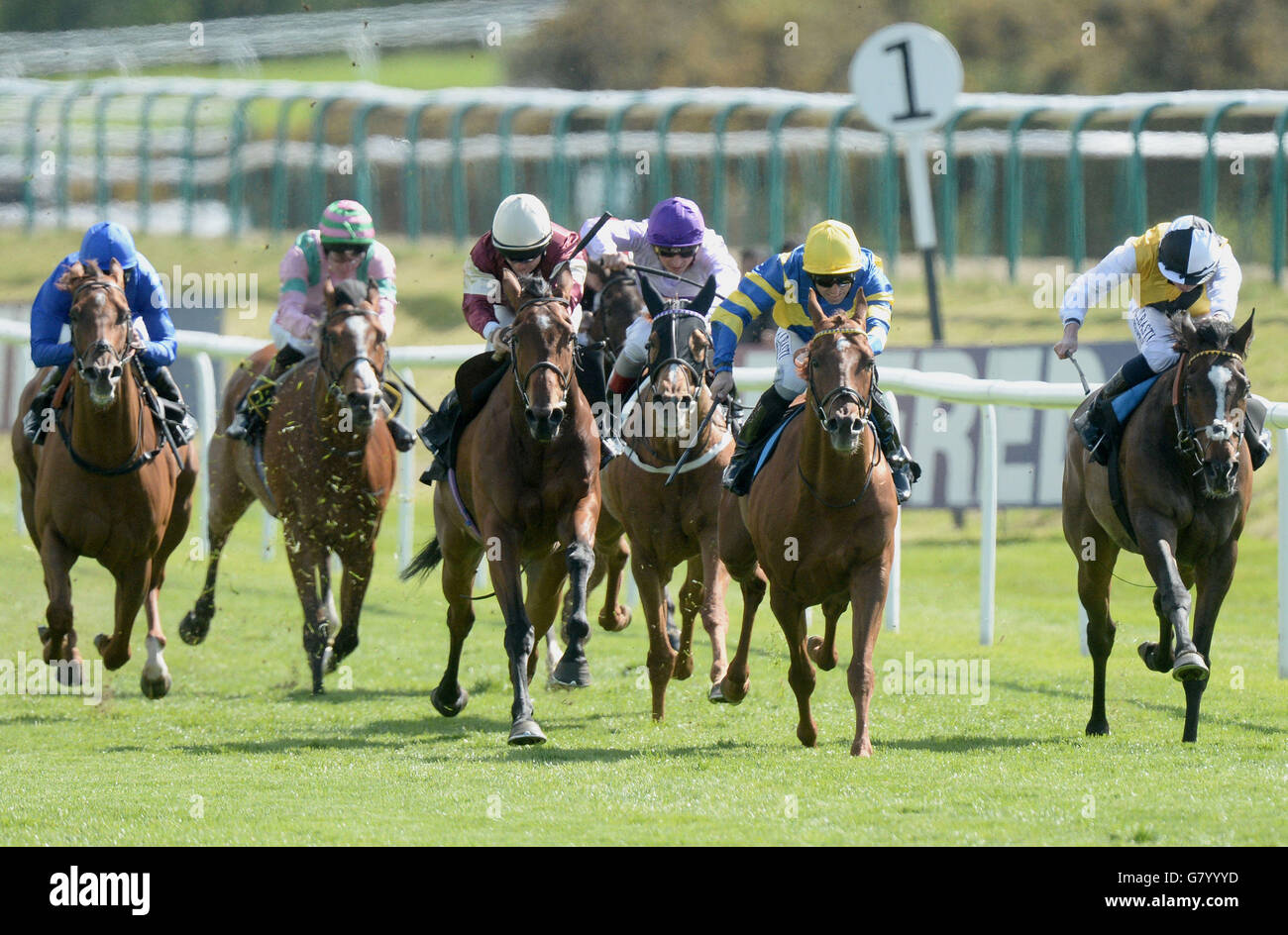 Hamilton park racecourse horse hi-res stock photography and images - Alamy