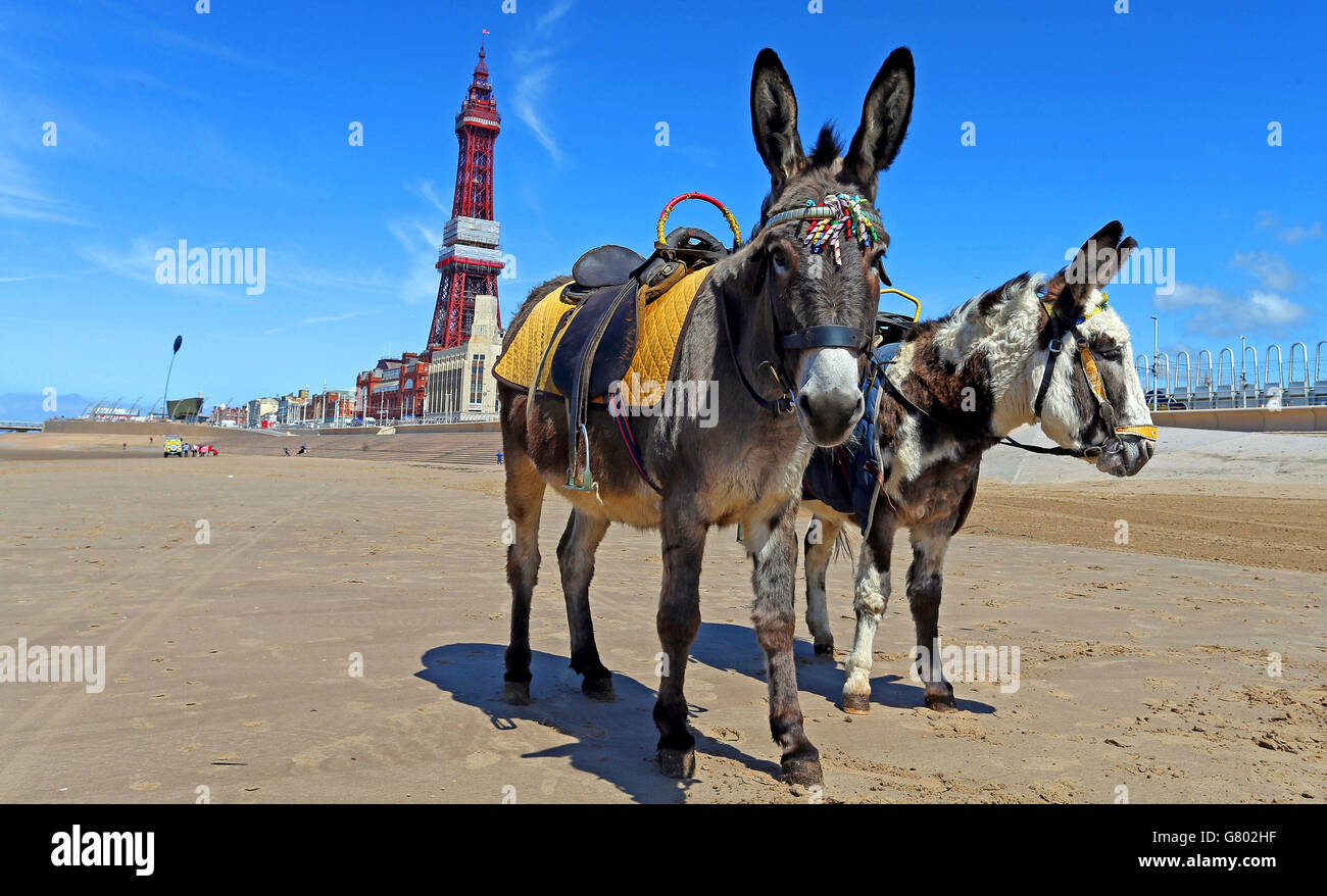 Donkeys on an empty Blackpool Beach as the warm weather continues ...
