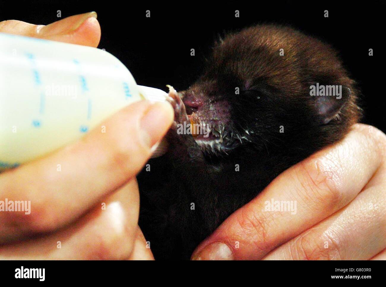Social animal fox cub baby cute feeding milk bottle hi-res stock ...