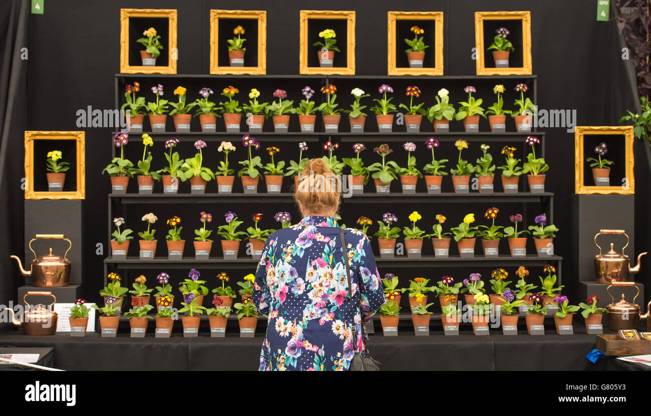 A visitor views a display of auricula plants on the W & S Lockyer stand ...
