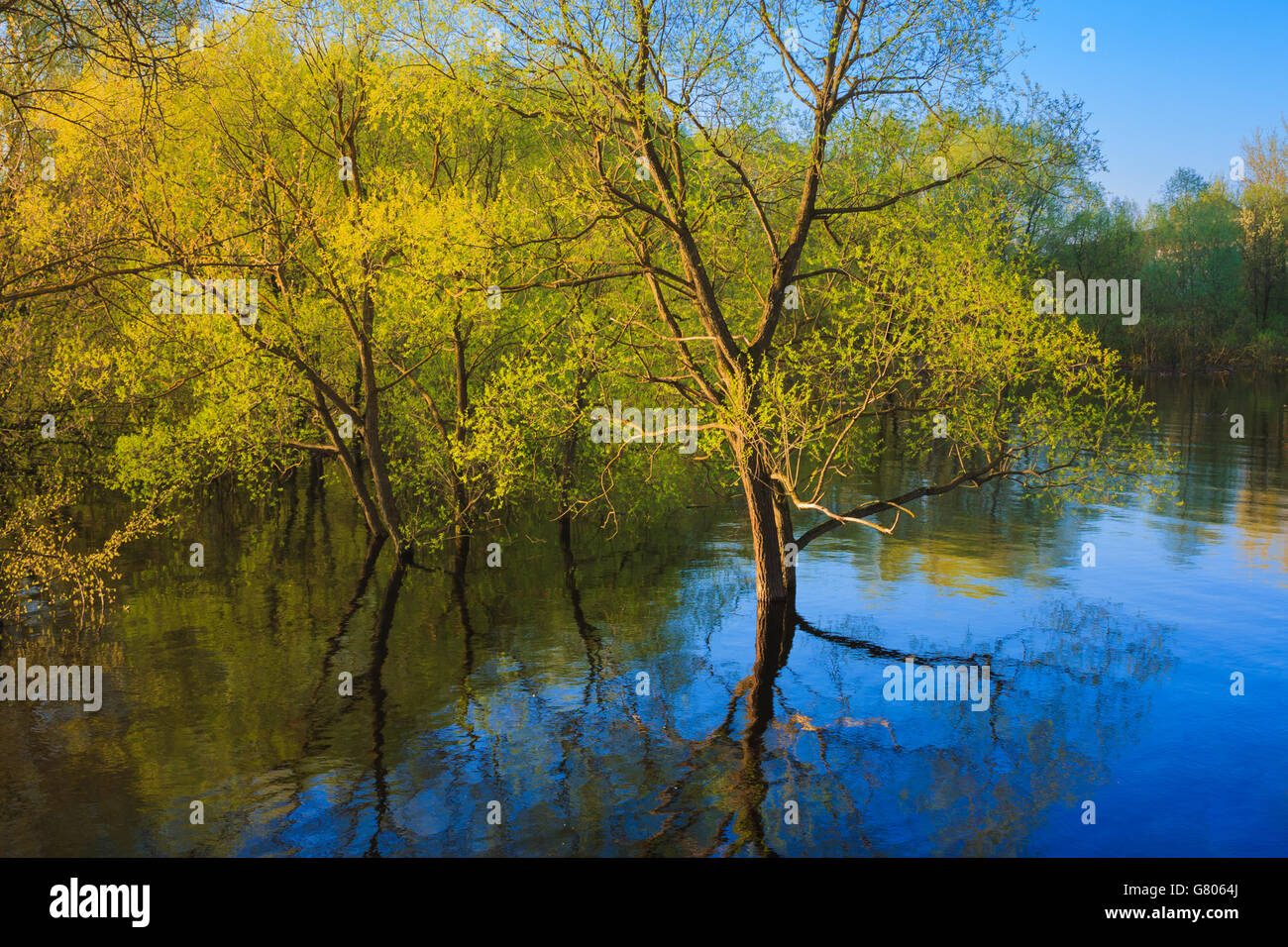 Tree Standing In Water During A Spring Flood. Beautiful spring ...