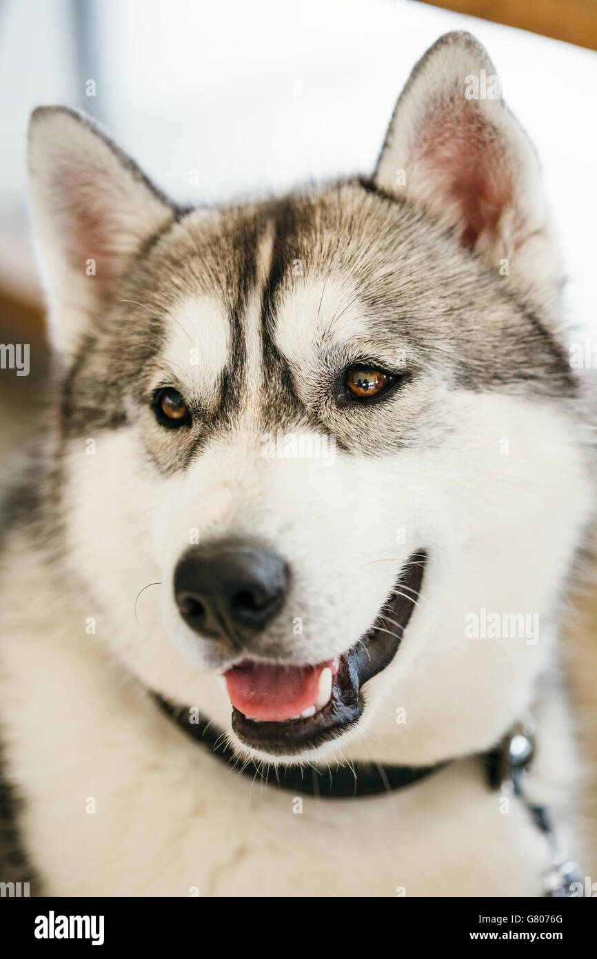 Adult husky dog hi-res stock photography and images - Alamy