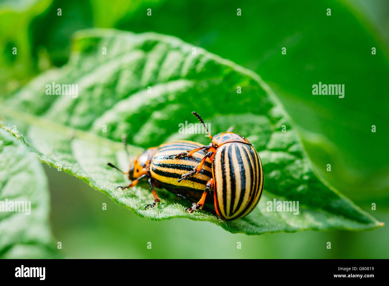 Two Colorado Striped Beetles - Leptinotarsa Decemlineata. This Beetle ...
