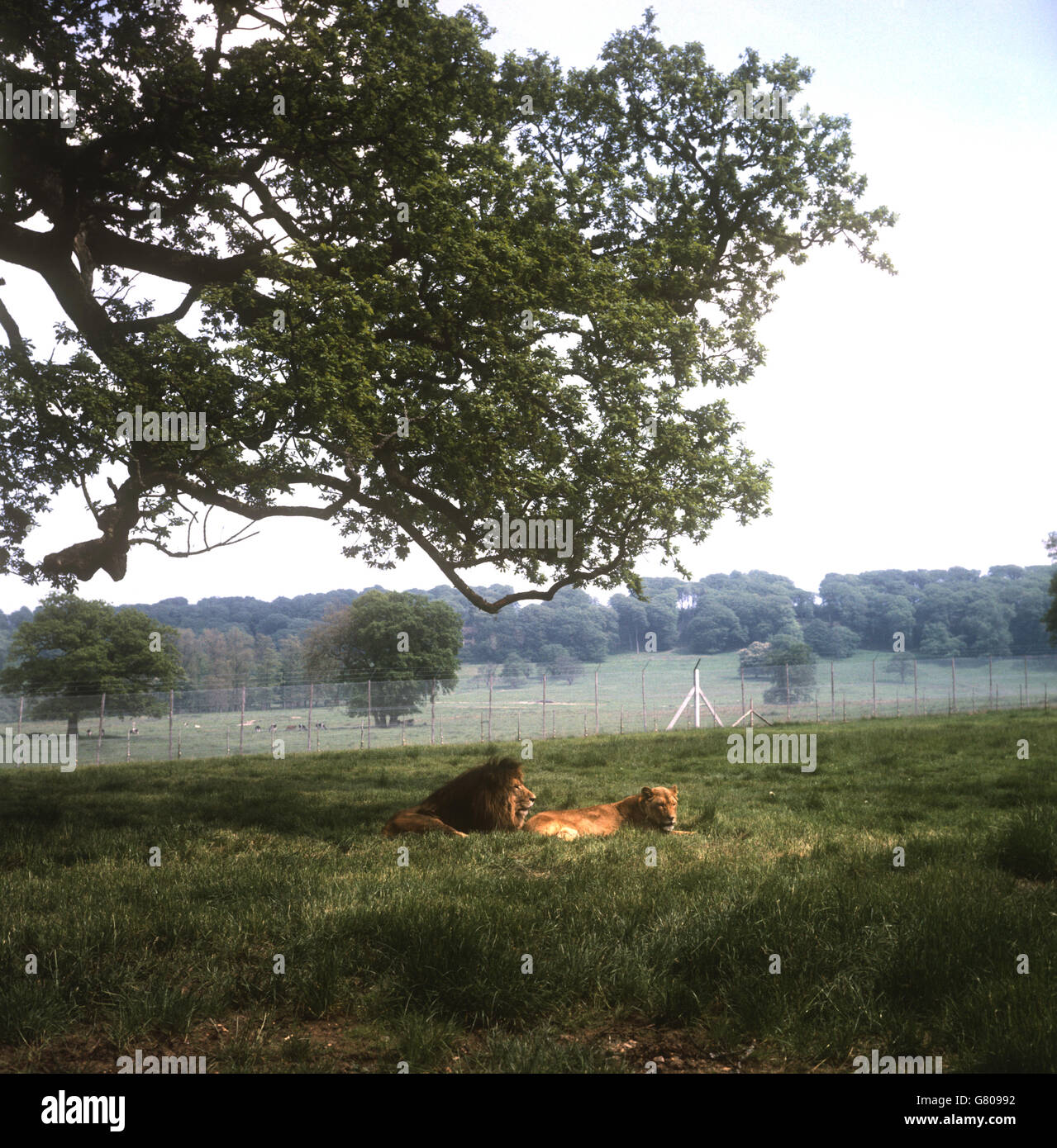 Lions at Longleat Safari and Adventure Park in Wiltshire Stock Photo ...