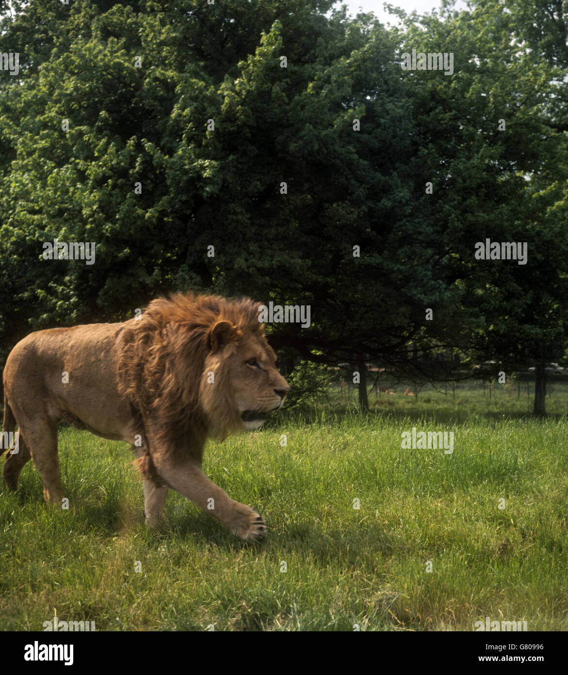 Buildings and Landmarks - Longleat Safari and Adventure Park, Wiltshire ...