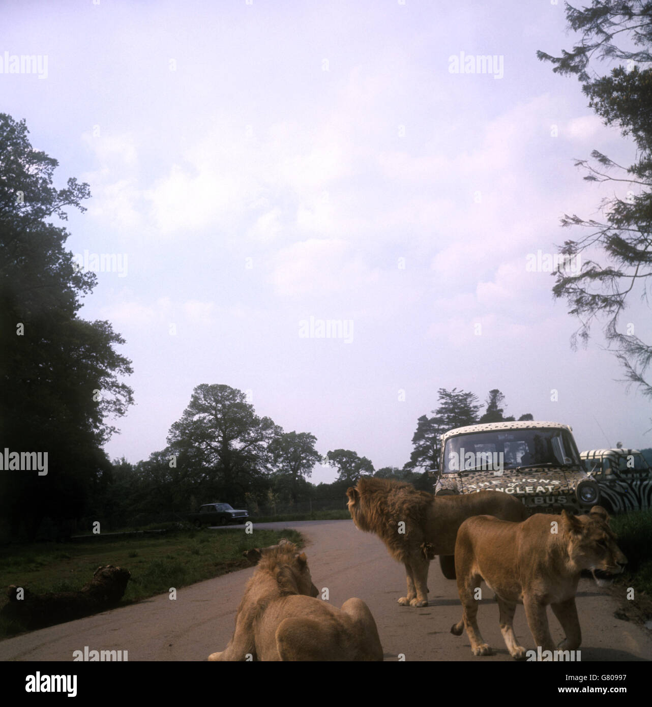 Lions at longleat safari and adventure park in wiltshire hi-res stock ...