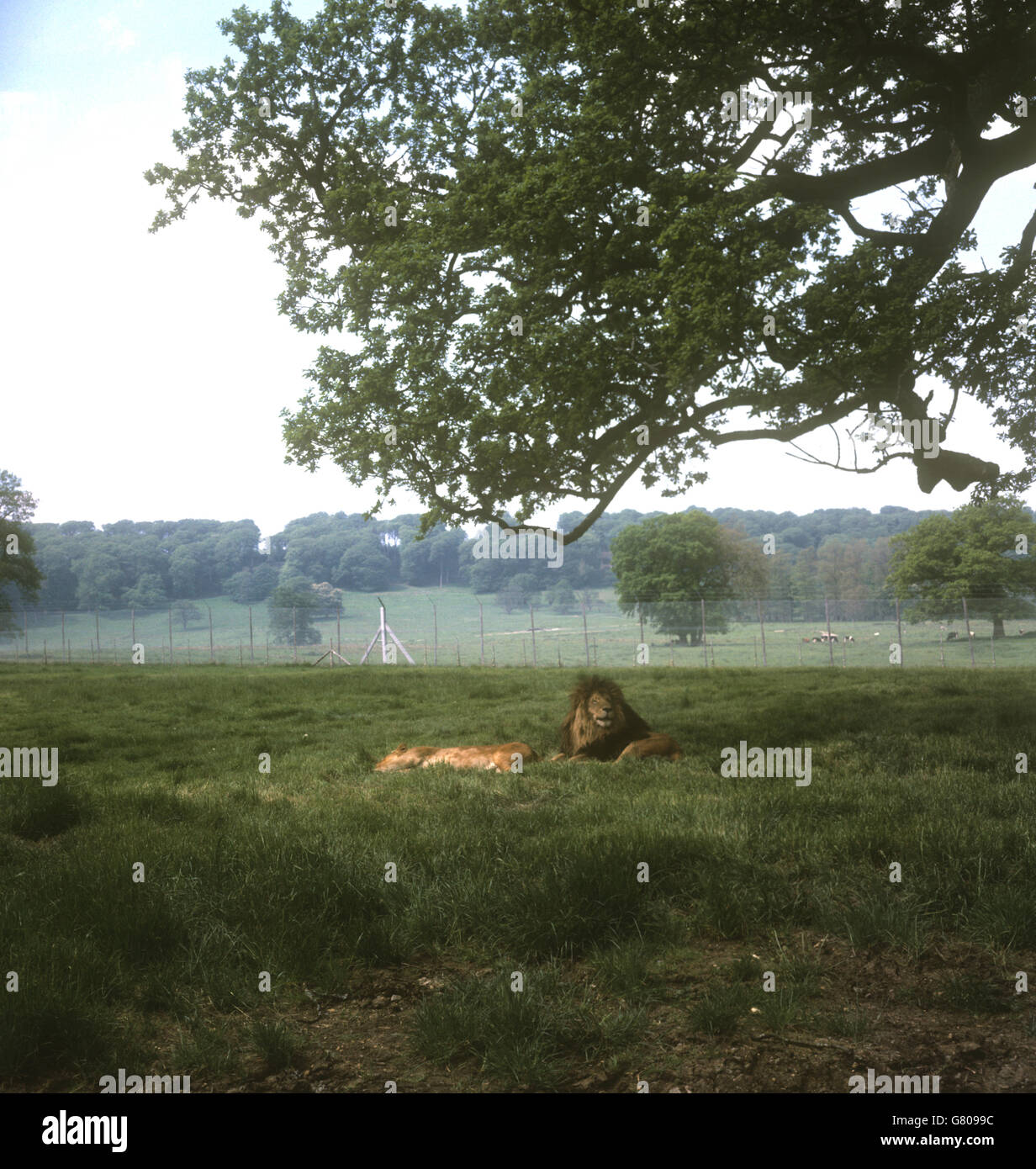 Longleat safari adventure park hi-res stock photography and images - Alamy
