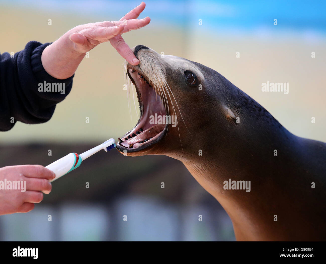 Sea Lion Teeth