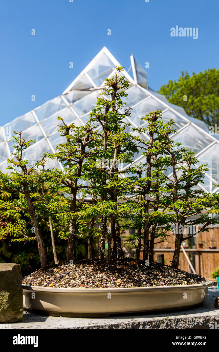 The Grugapark in Essen, Germany, a municipal park in the city center ...