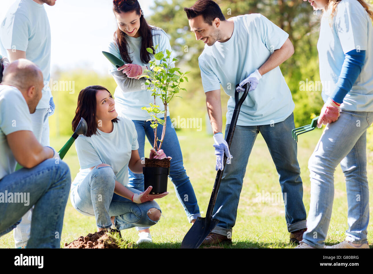group of volunteers planting tree in park Stock Photo - Alamy