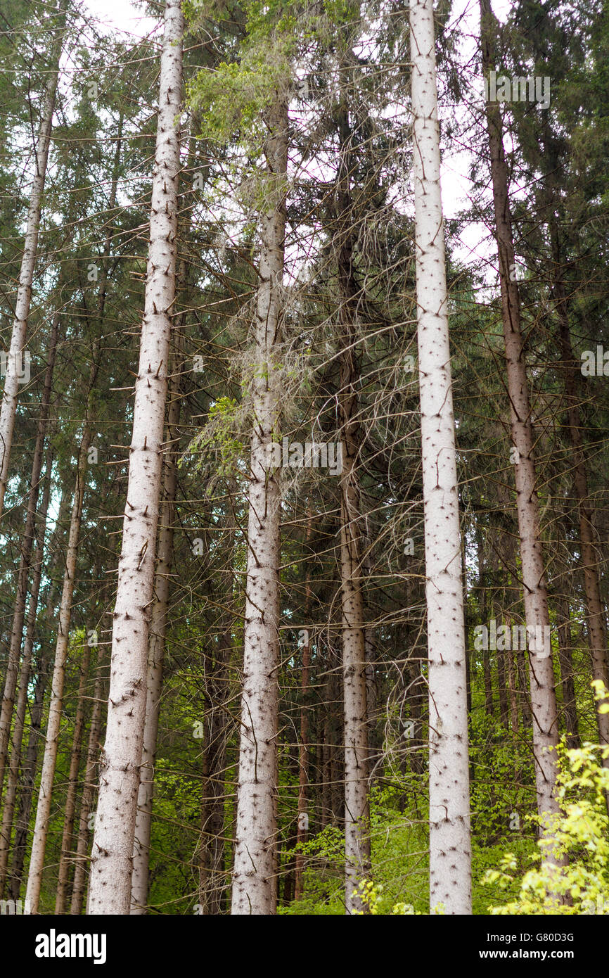 Nature landscape scene showing a few standing trees during the summer ...