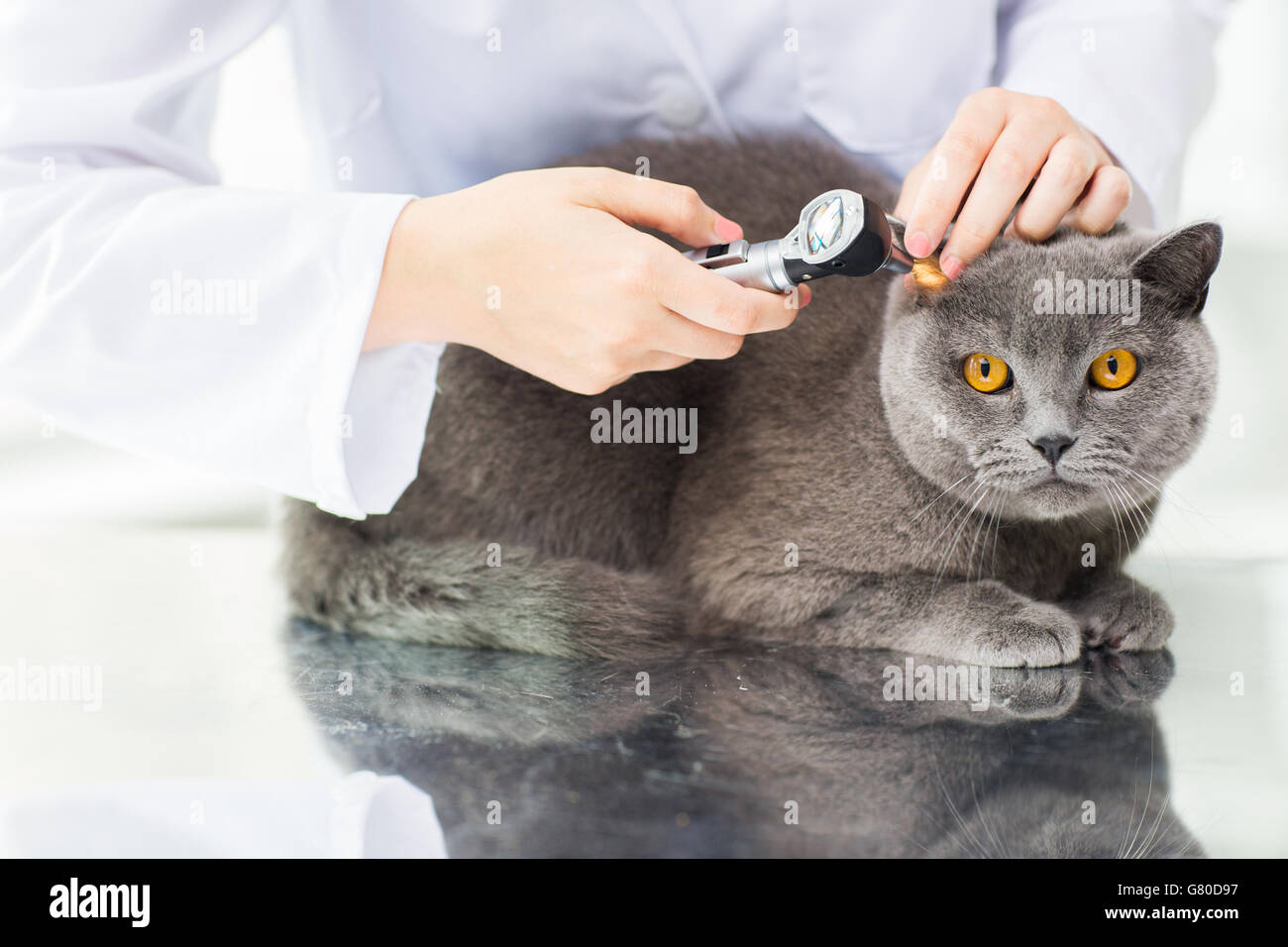 close up of vet with otoscope and cat at clinic Stock Photo - Alamy