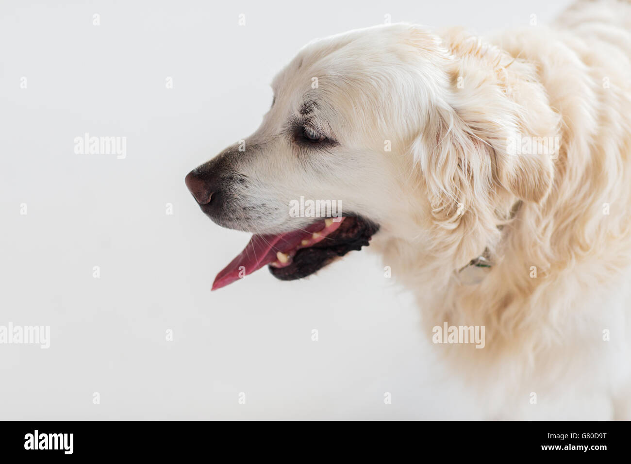 Closeup view golden retriever hi-res stock photography and images - Alamy