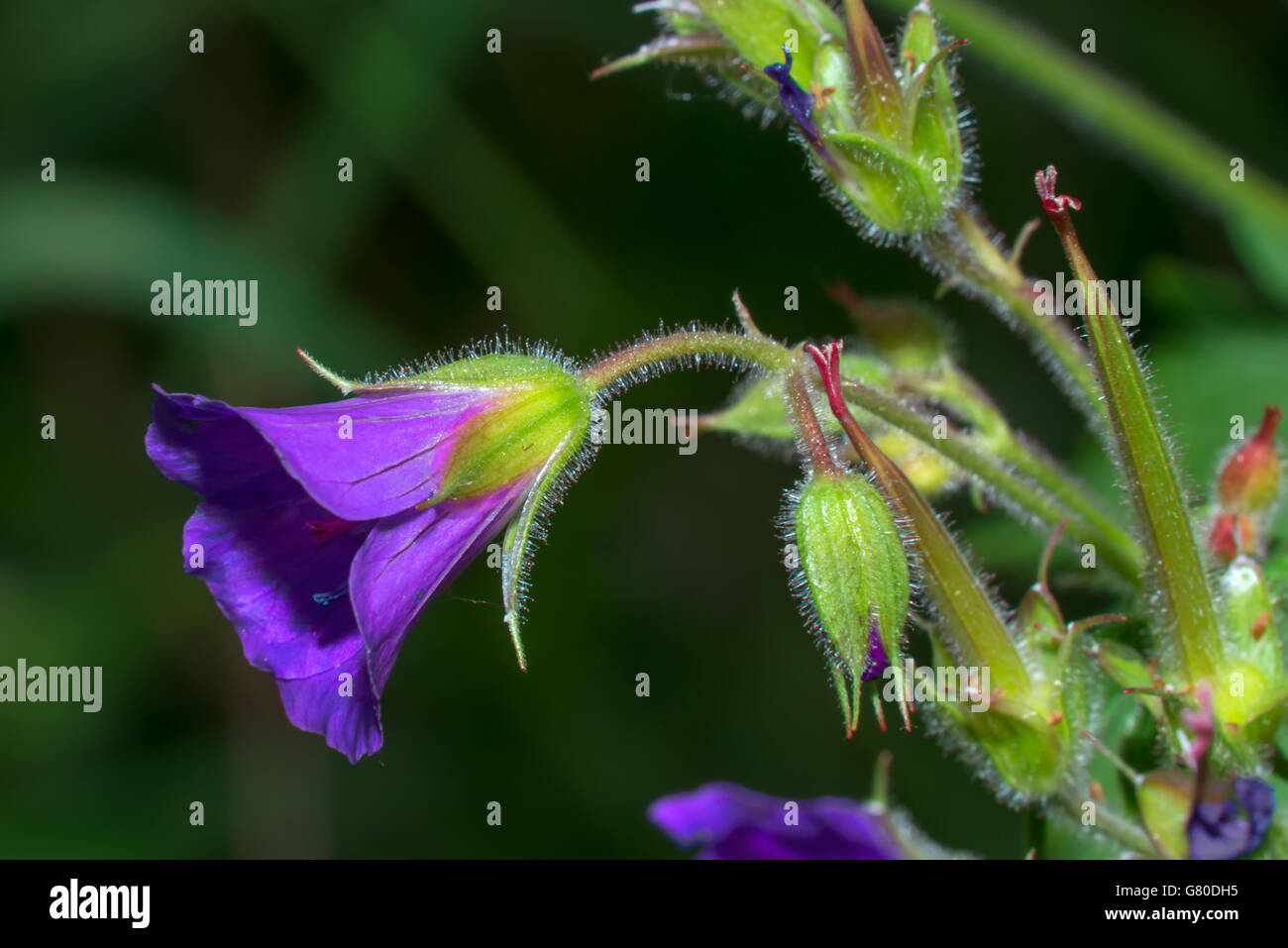 Delicate blue flowers of the meadow geranium ( Geranium pratense Stock ...