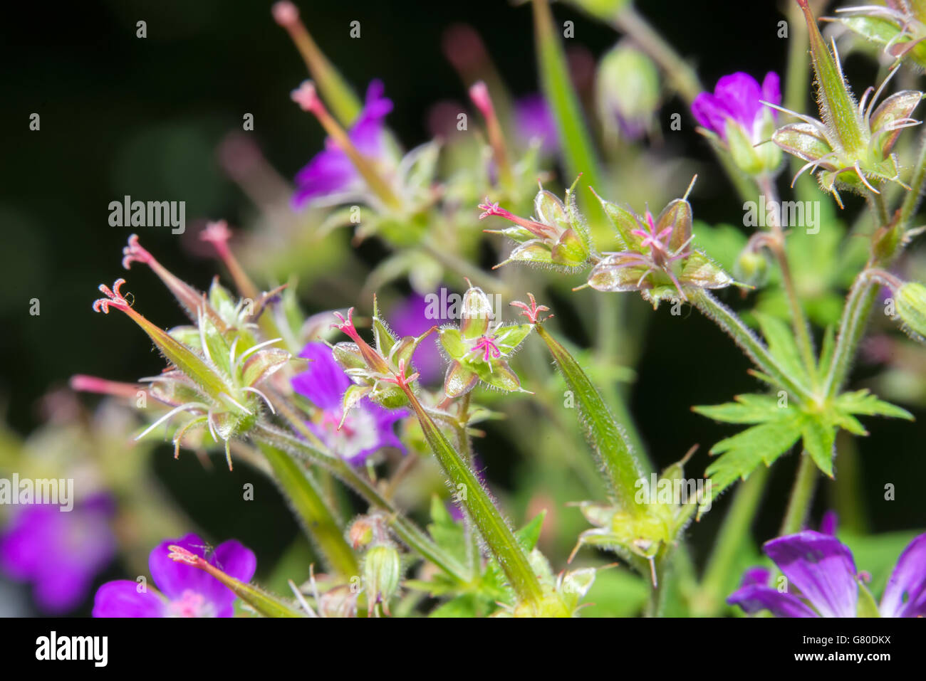 Delicate blue flowers of the meadow geranium ( Geranium pratense Stock ...