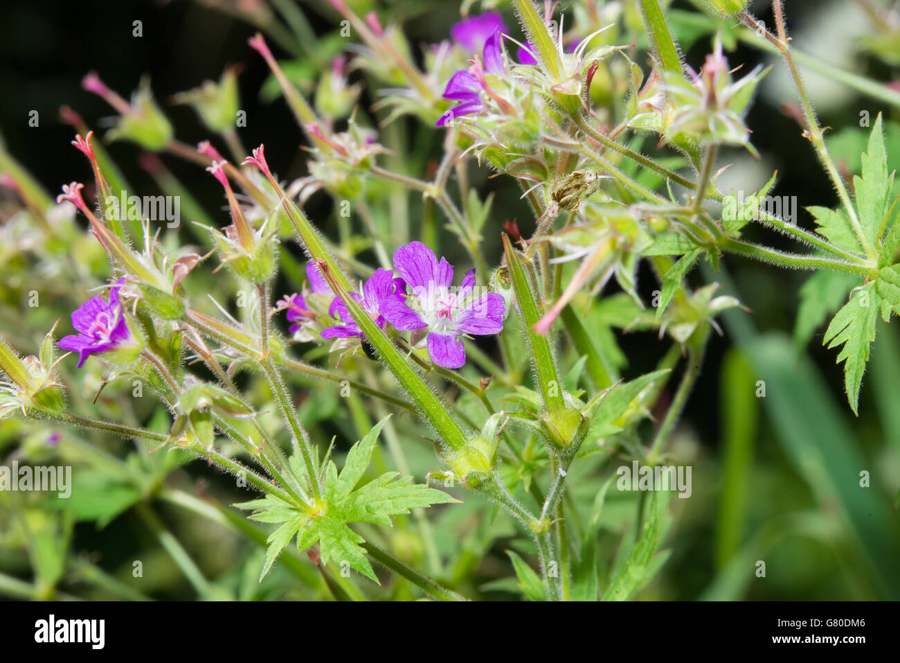 Delicate blue flowers of the meadow geranium ( Geranium pratense Stock ...