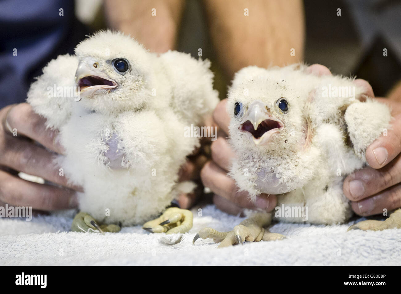 Peregrine falcon chicks Stock Photo - Alamy