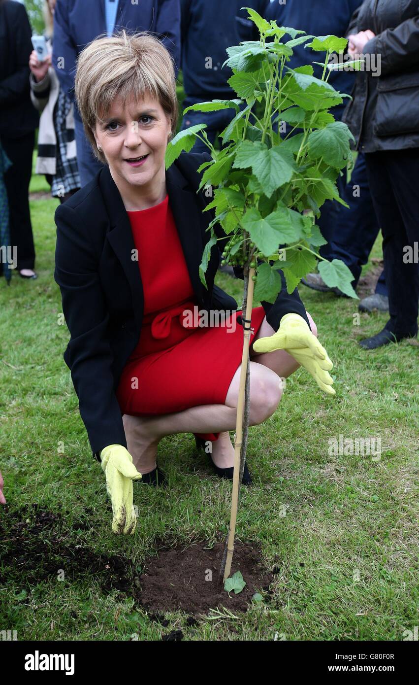 First Minister Nicola Sturgeon plants a blackcurrant bush and marigold ...