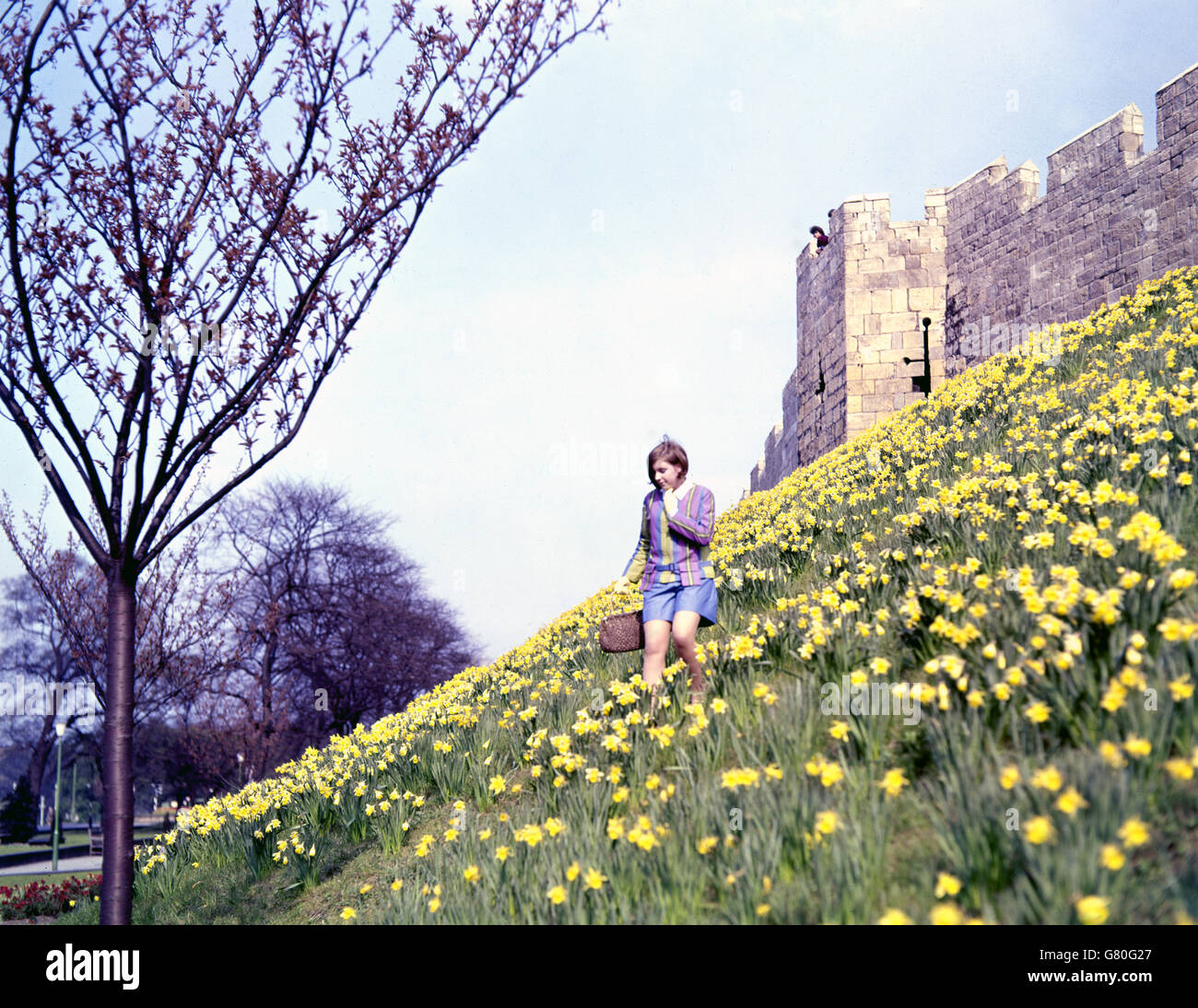 York city wall spring daffodils hi-res stock photography and images - Alamy