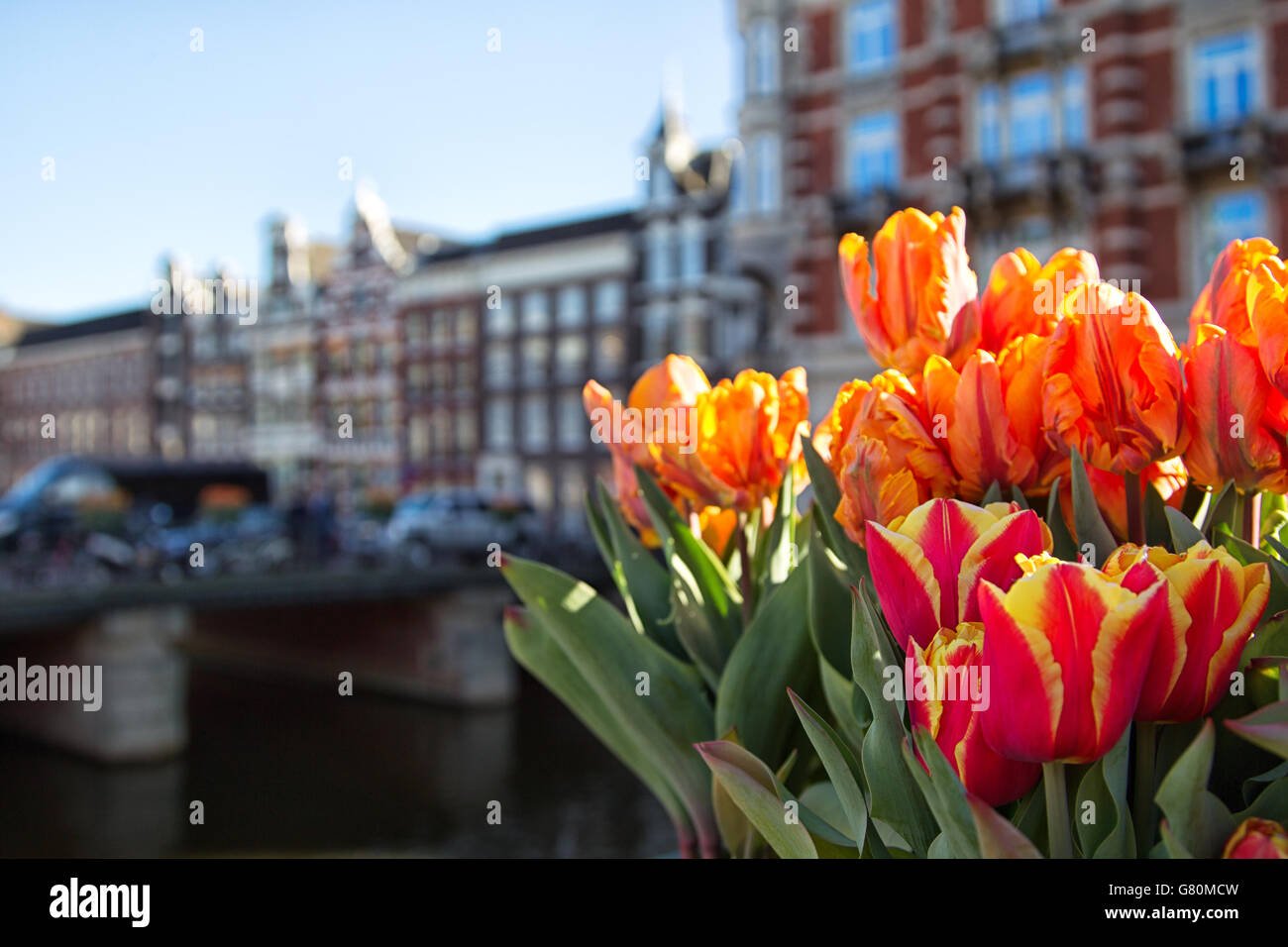 Colourful tulips at a canal in Amsterdam, Netherlands in spring Stock ...
