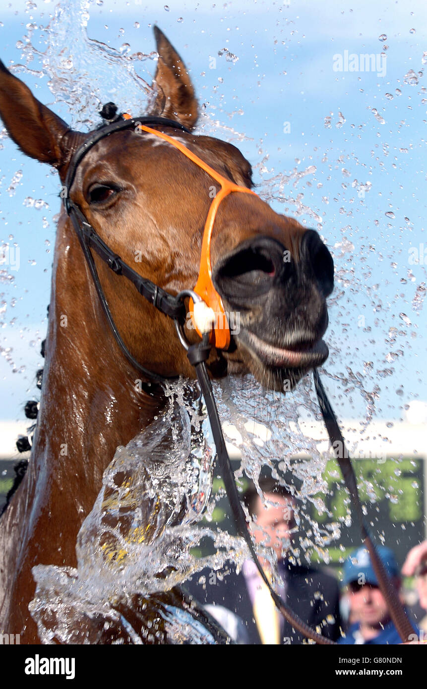 Gold splash horse hi-res stock photography and images - Alamy