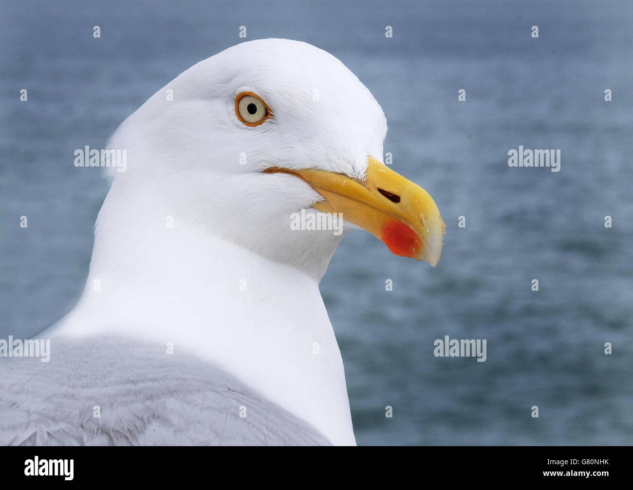 Close up head herring gull hi-res stock photography and images - Alamy