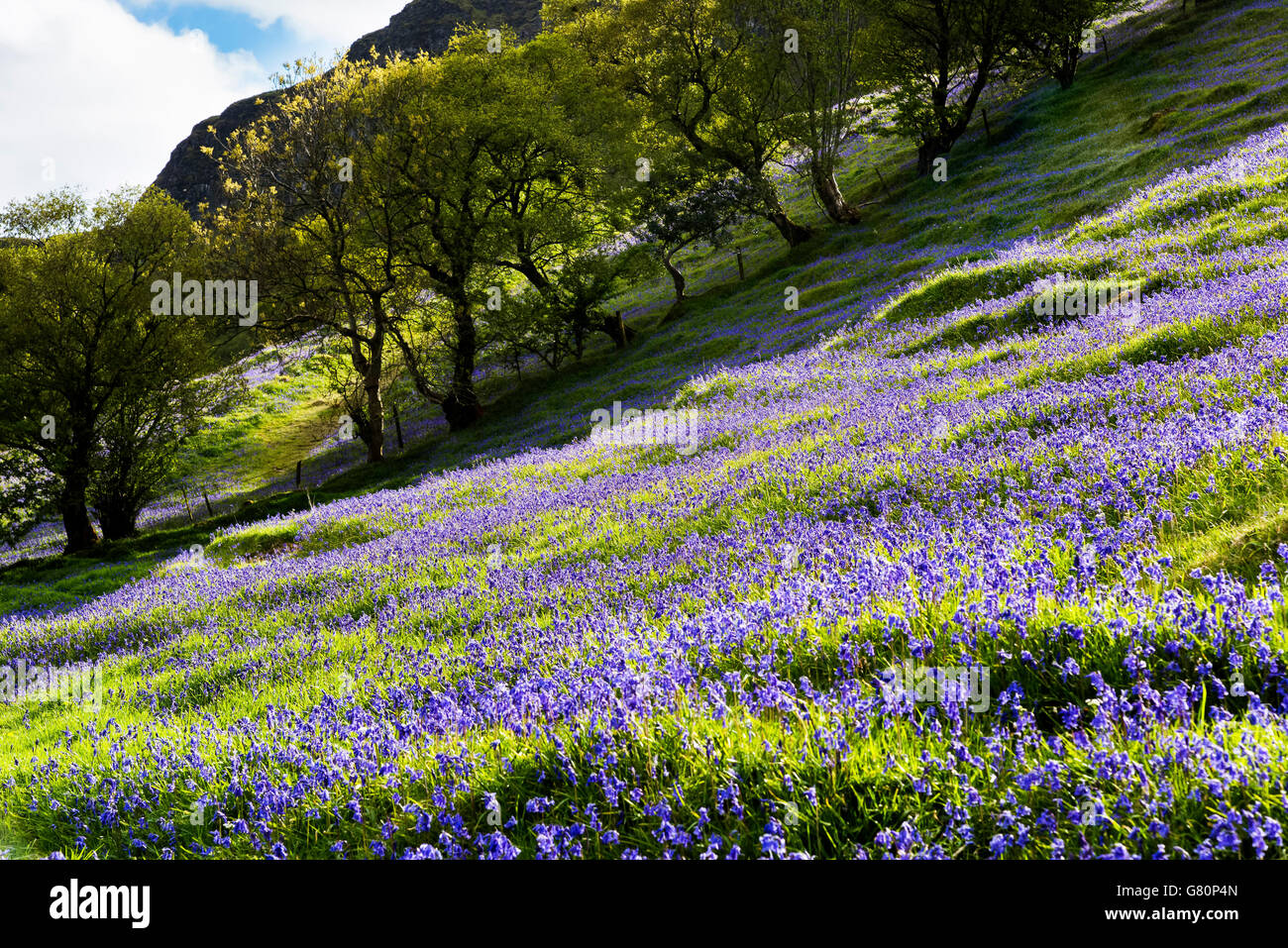Bluebells on the Glens of Antrim, Northern Ireland Stock Photo - Alamy