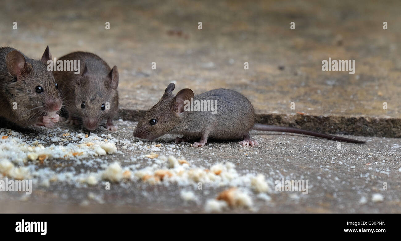 Garden rodent hi-res stock photography and images - Alamy